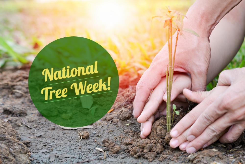 National Tree Week - CBS Primary School Ennis